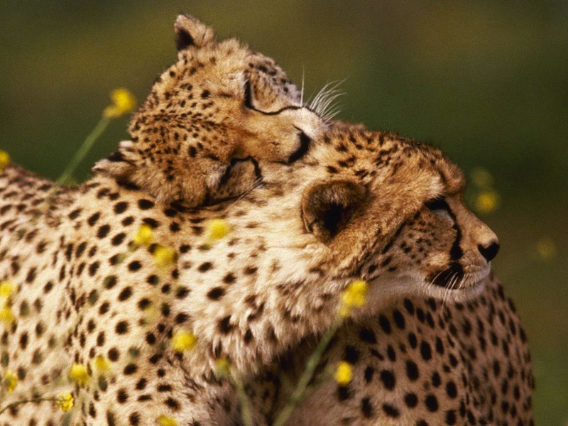 Iran s Environment News Cheetah Could Be Extinct By 2030 Iran s Environment News Cheetah Could Be Extinct By 2030